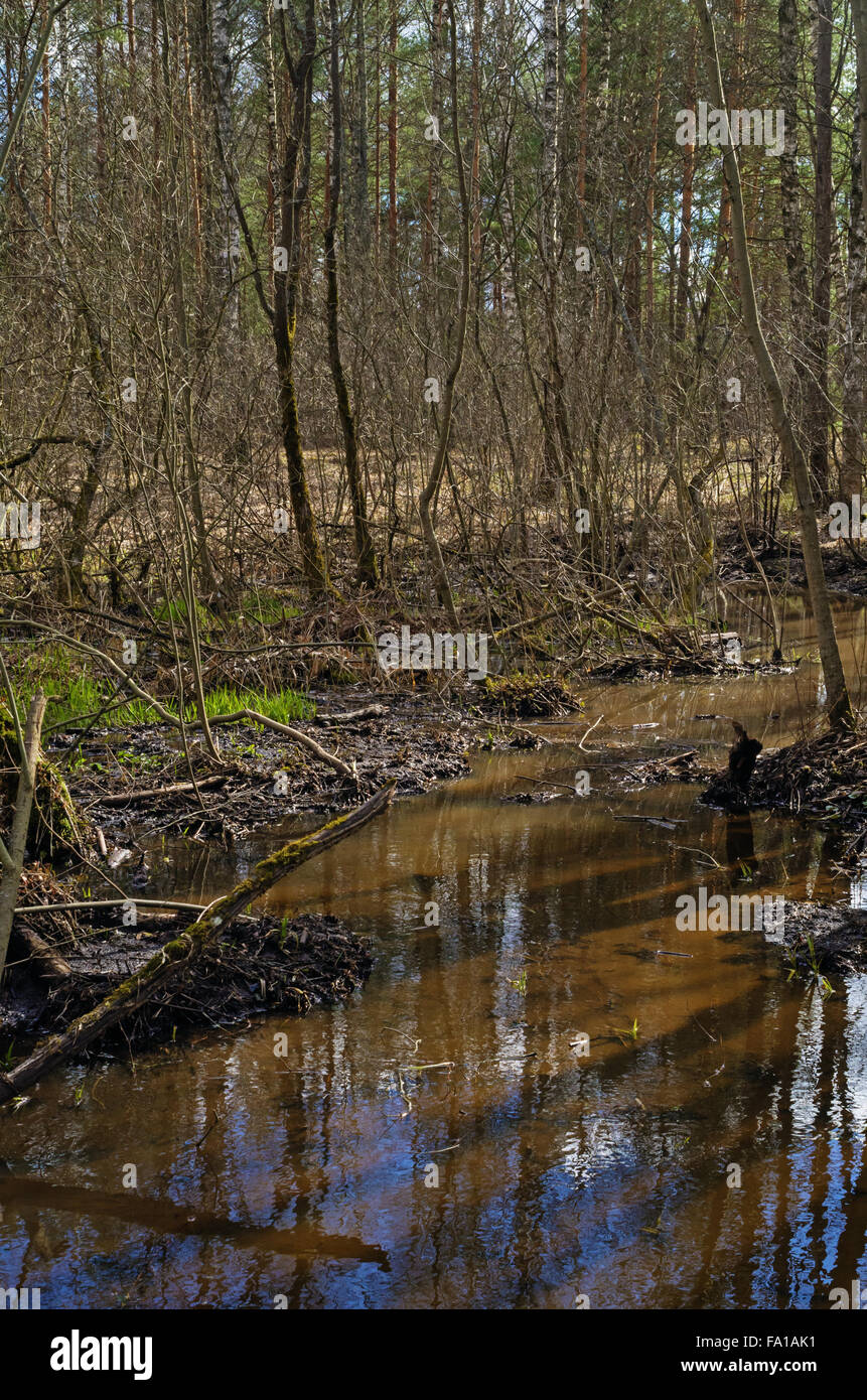Spring forest landscape with water and trees Stock Photo - Alamy