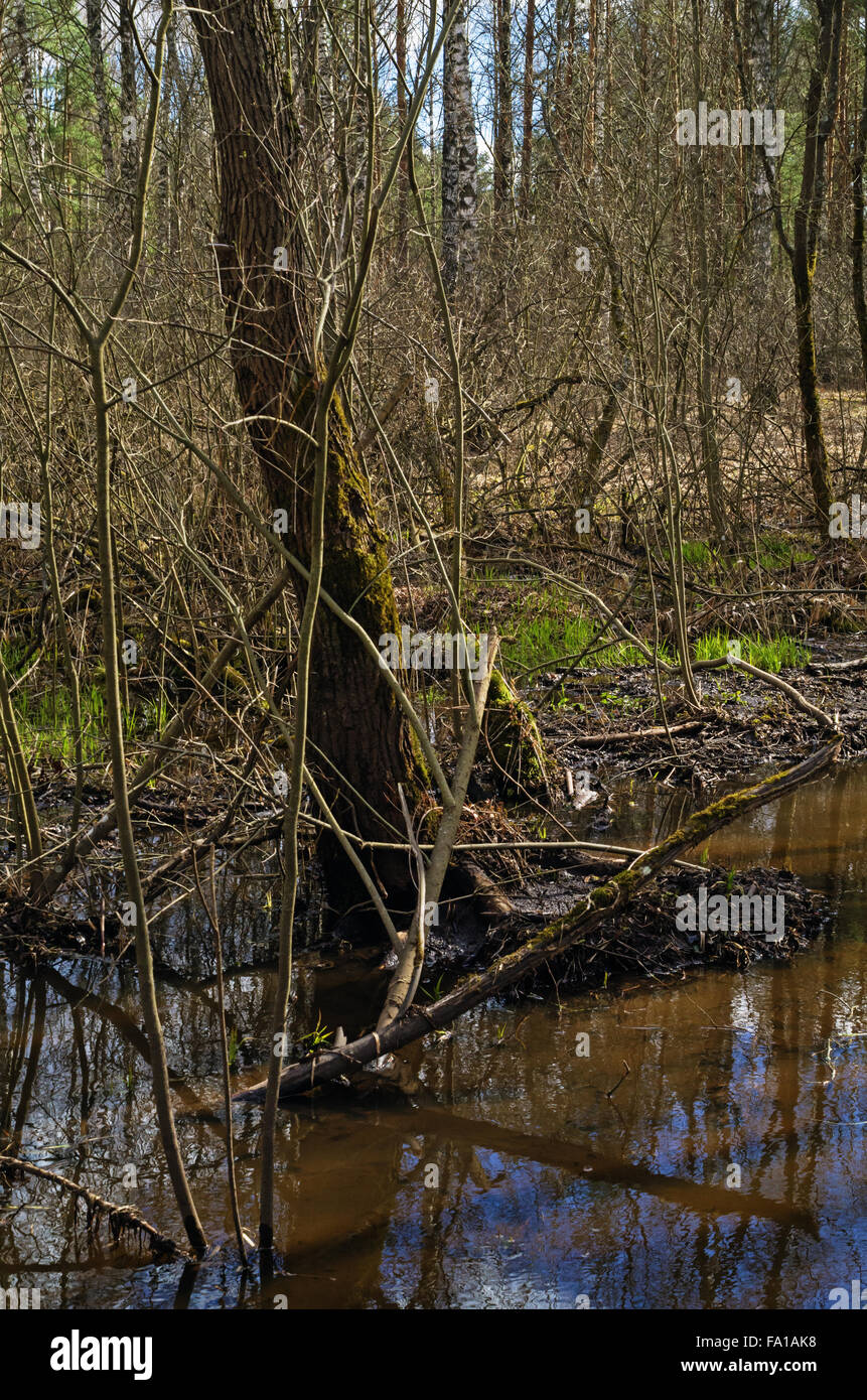 Spring forest landscape with water and trees Stock Photo - Alamy
