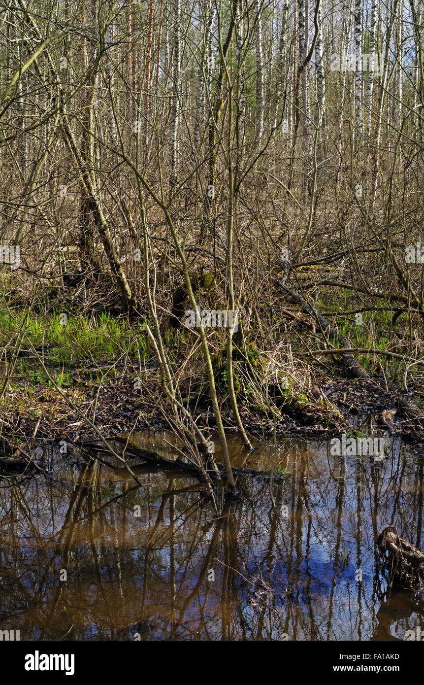 Spring forest landscape with water and trees Stock Photo - Alamy