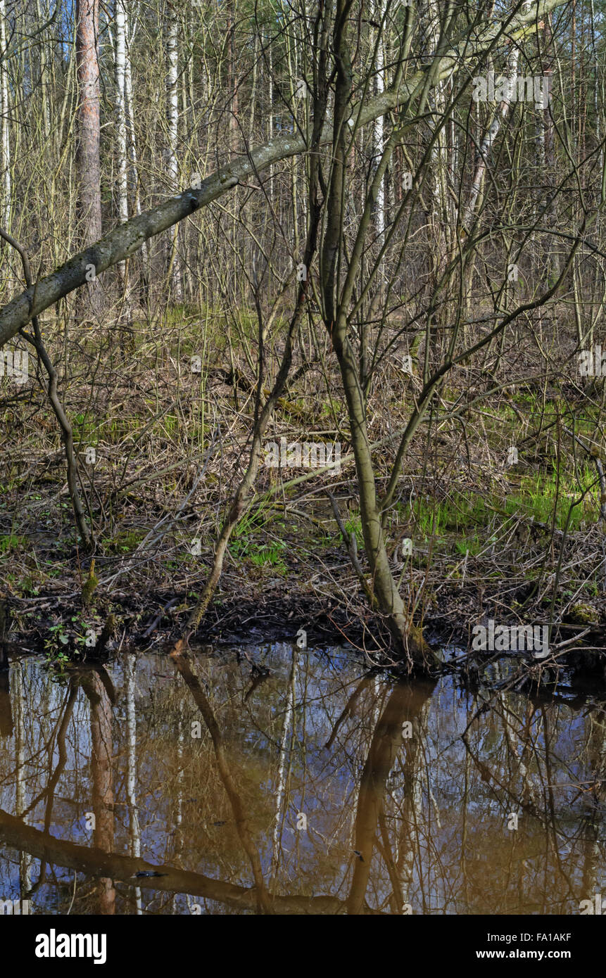 Spring forest landscape with water and trees Stock Photo - Alamy