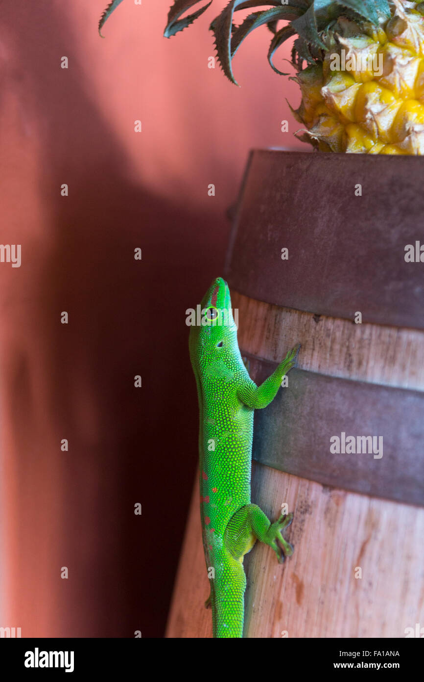 Mauritius lizard hi-res stock photography and images - Alamy