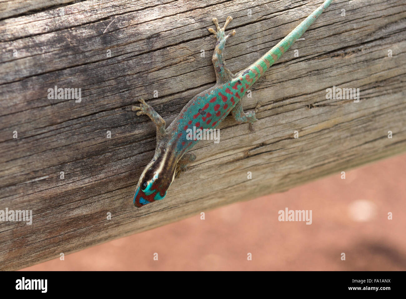 A Mauritian Ornate Day Gecko on a fence at the 'coloured earths' in ...