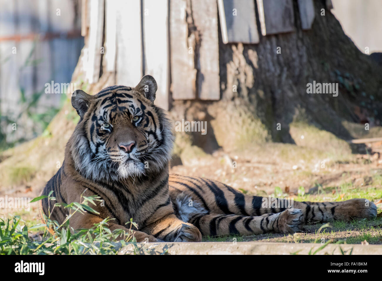 Tiger laying down hi-res stock photography and images - Alamy