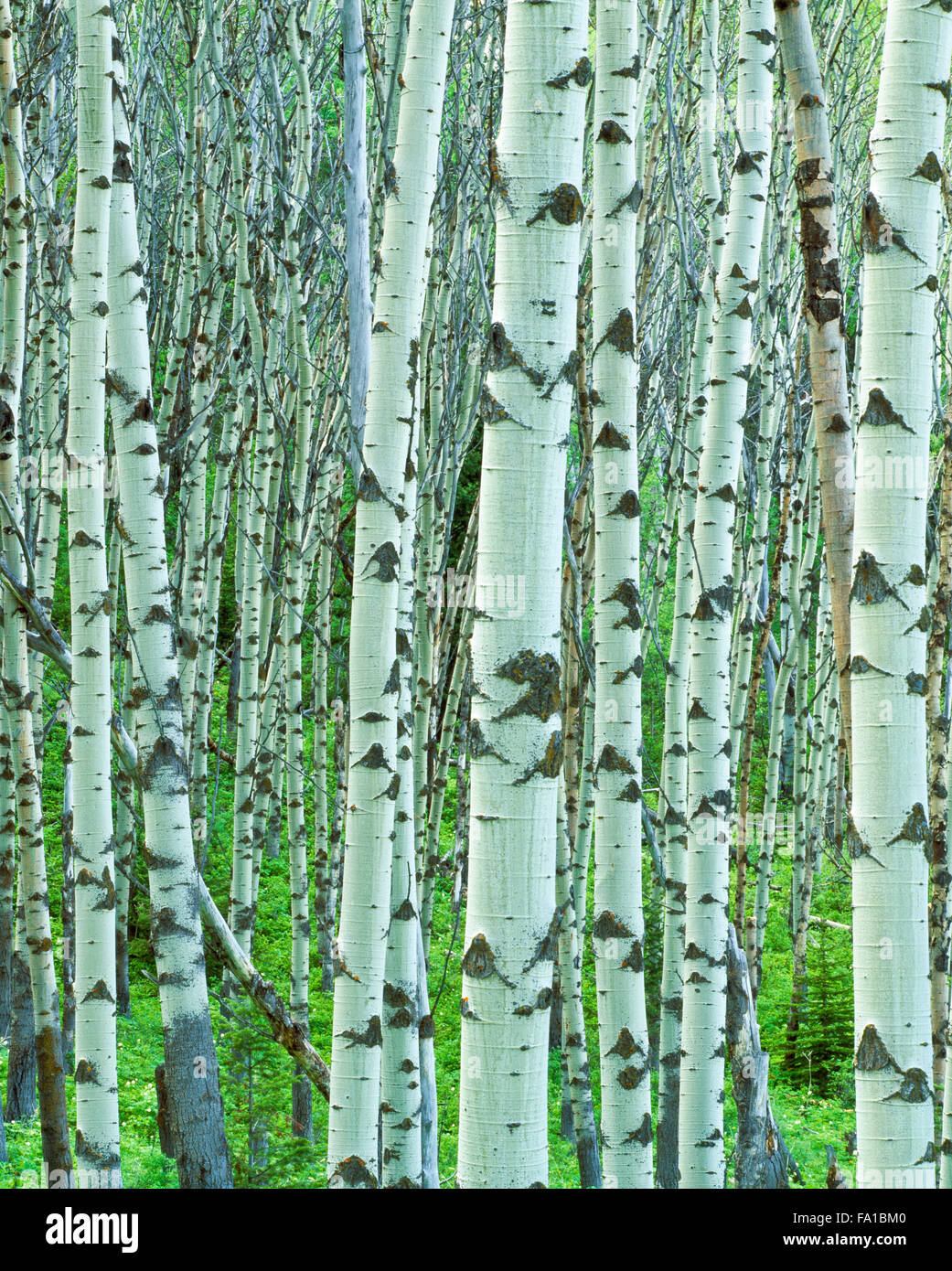 aspen trunks in the centennial valley near lakeview, montana Stock ...