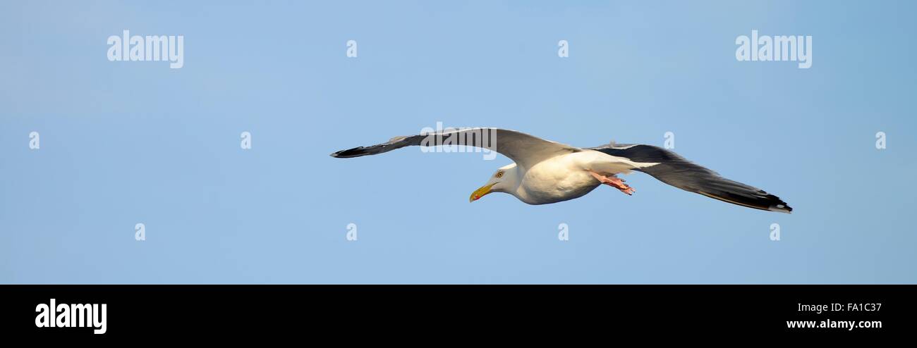 Flying gull hi-res stock photography and images - Alamy