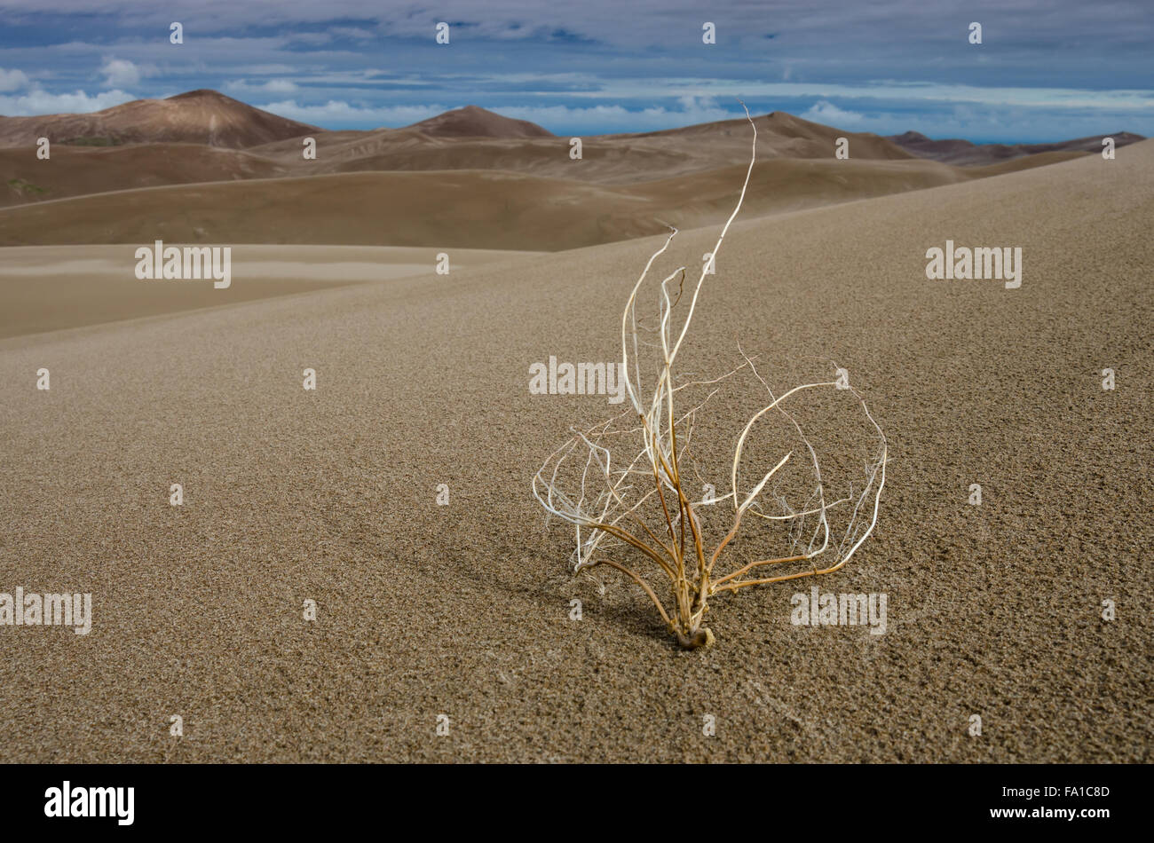 Tumbleweed desert hi-res stock photography and images - Alamy