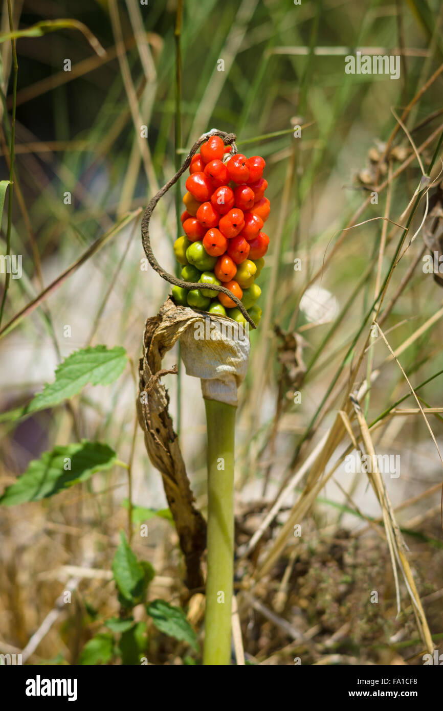 Arum palaestinum hi-res stock photography and images - Alamy