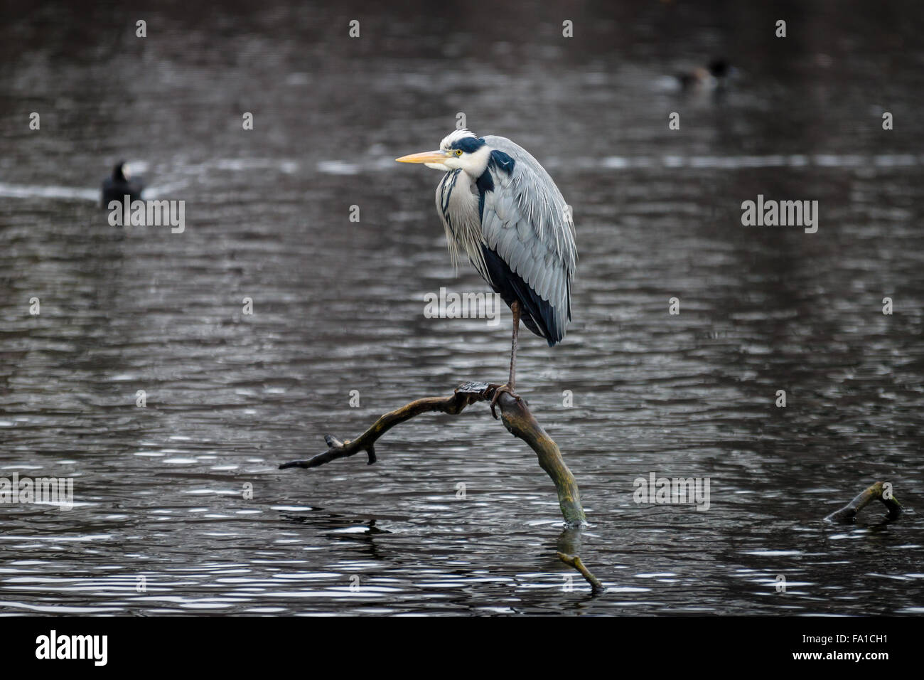 Grey heron standing on one leg hi-res stock photography and images - Alamy