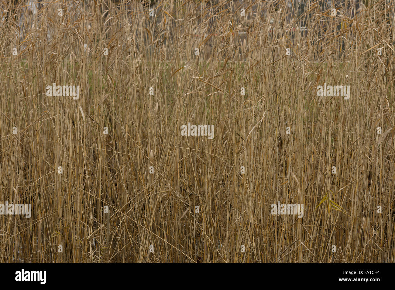 Background of dry grass Stock Photo - Alamy