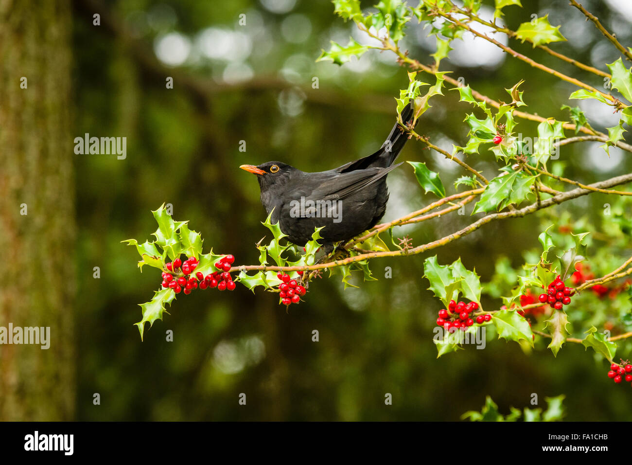 Holly bird hi-res stock photography and images - Alamy
