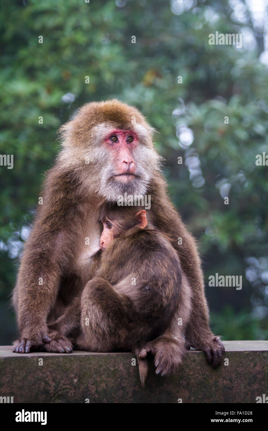 National animal of china hi-res stock photography and images - Alamy