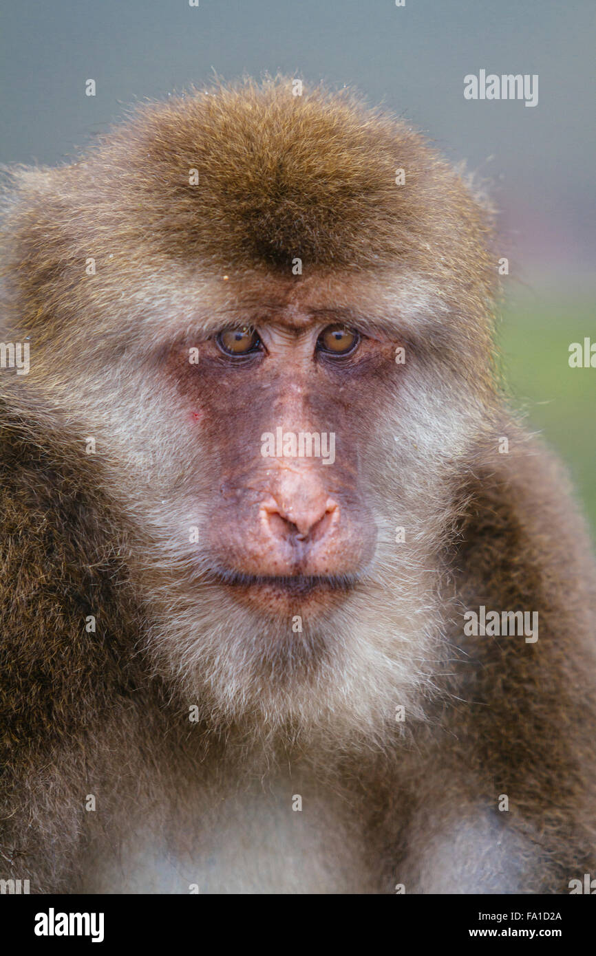 Mt.Emei, Sichuan province, China - Close up of the cute macaque in the ...