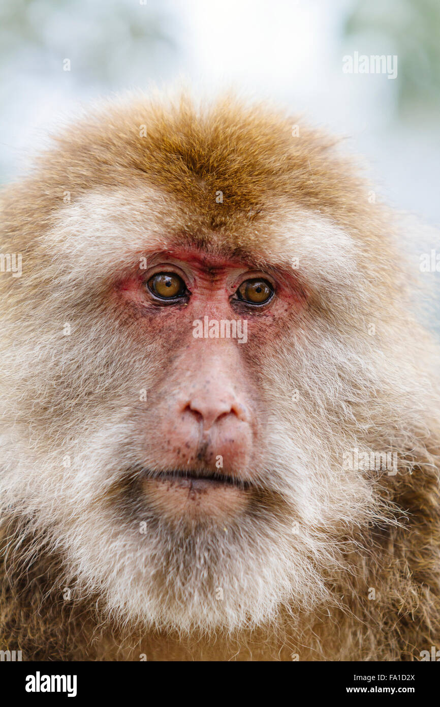 Mt.Emei, Sichuan province, China - Close up of the cute macaque in the ...