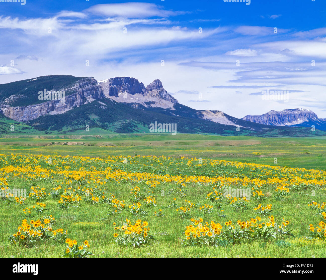balsamroot on the prairie below sawtooth ridge and castle reef along ...