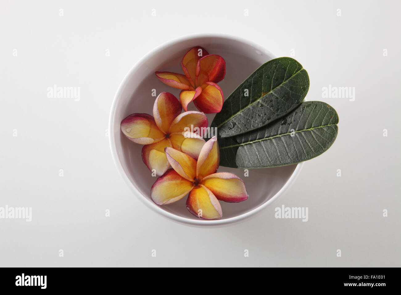 frangipani in a bowl with water Stock Photo - Alamy
