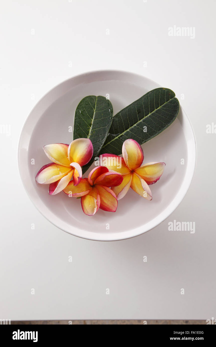 frangipani in a bowl with water Stock Photo - Alamy