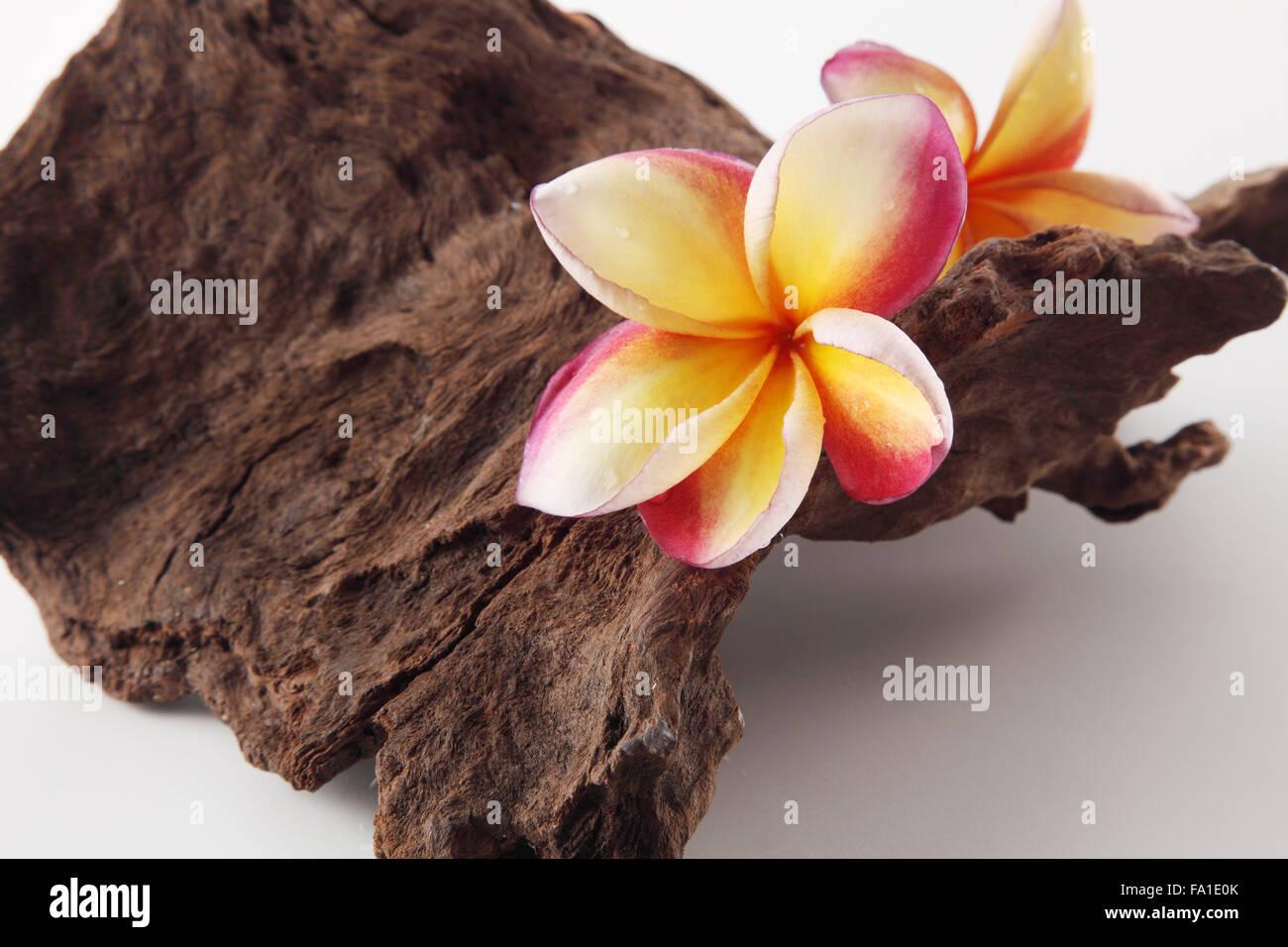 Frangipani trunk hi-res stock photography and images - Alamy