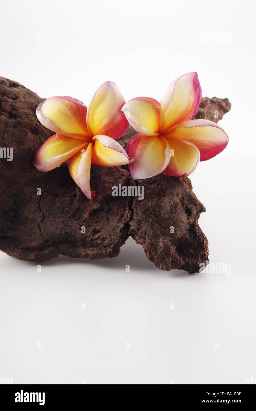 frangipani rest on the tree trunk Stock Photo - Alamy