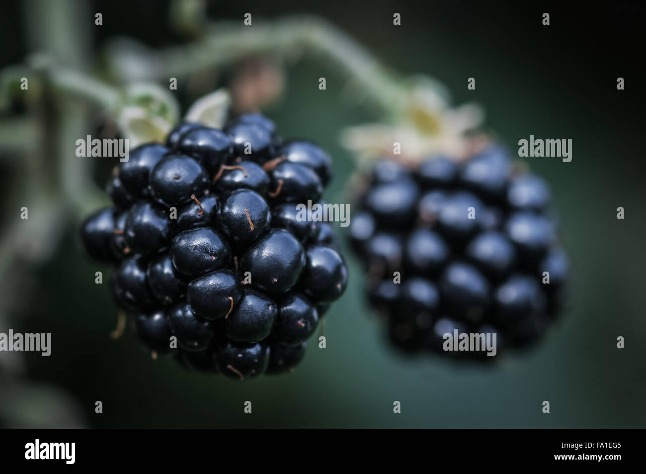 Bramble berries hi-res stock photography and images - Alamy