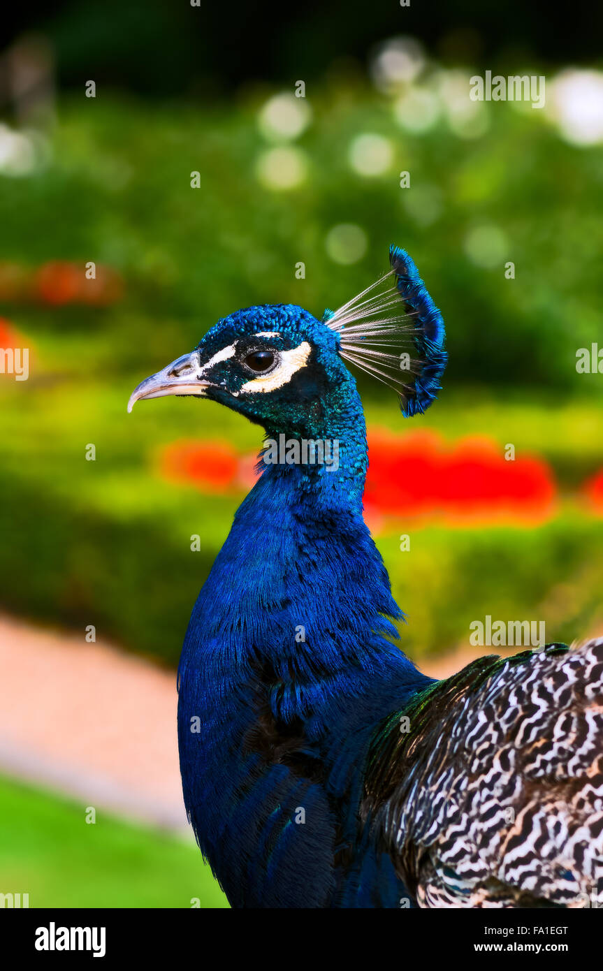 Single peacock feather hi-res stock photography and images - Alamy