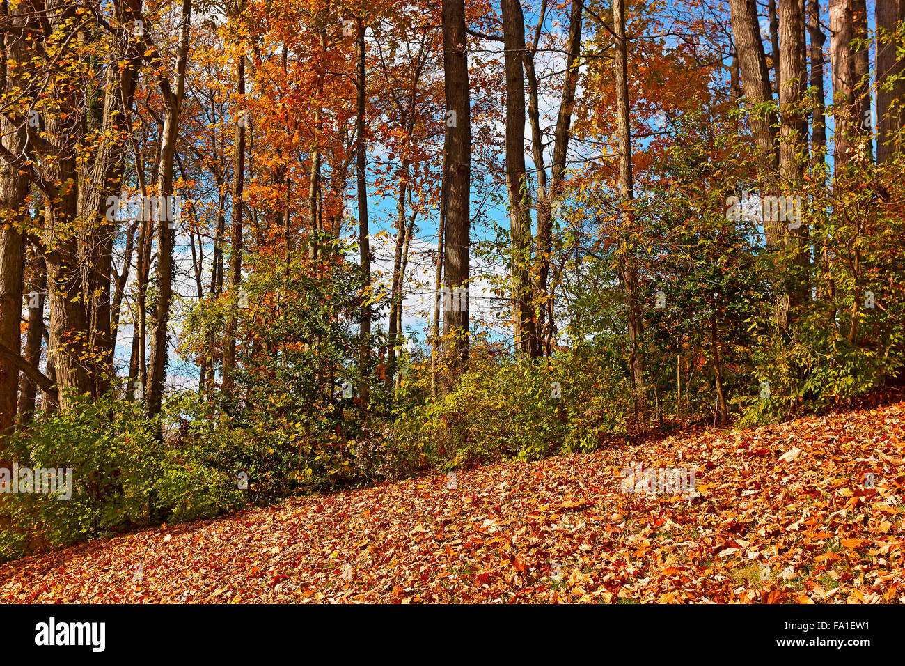 Virginia oak trees hi-res stock photography and images - Alamy