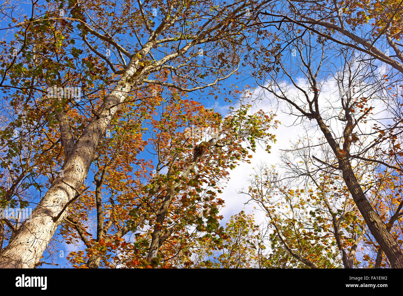 Windy morning among tall deciduous trees in late fall Stock Photo - Alamy