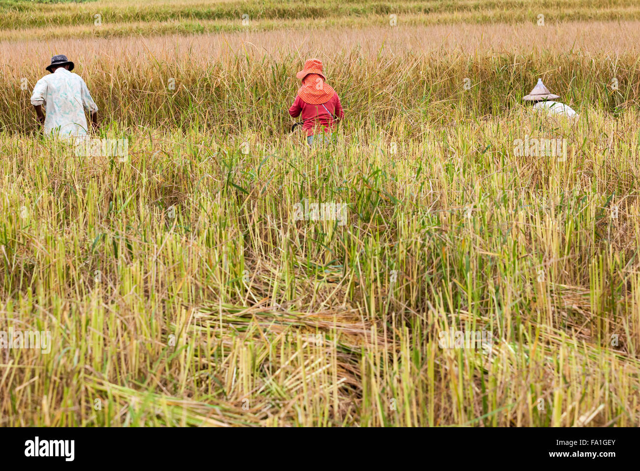 in the middel of the day an working man work on the rice field Stock ...