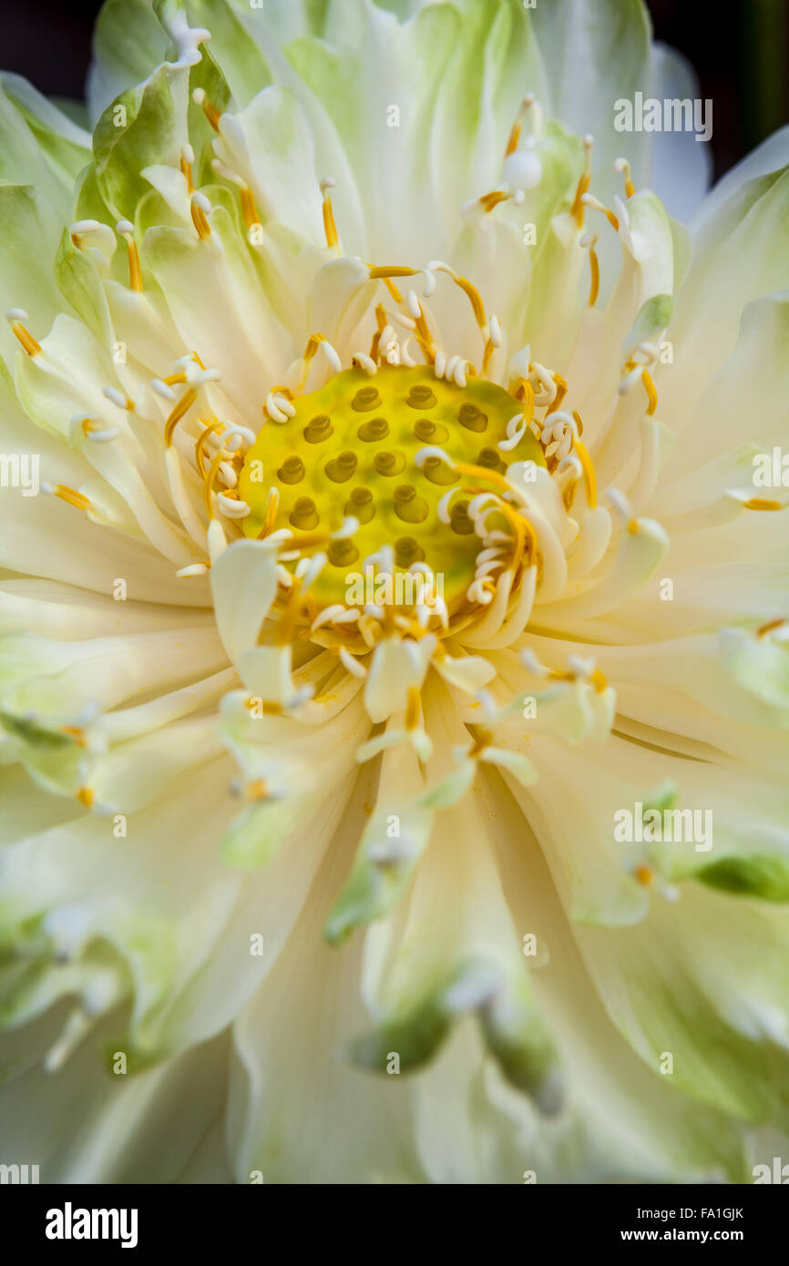 pistil of lotus flower and in the middle seed Stock Photo - Alamy