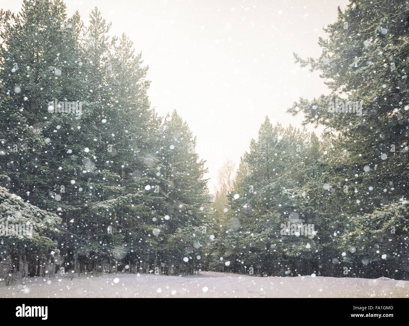 Winter snow scene with forest background Stock Photo - Alamy