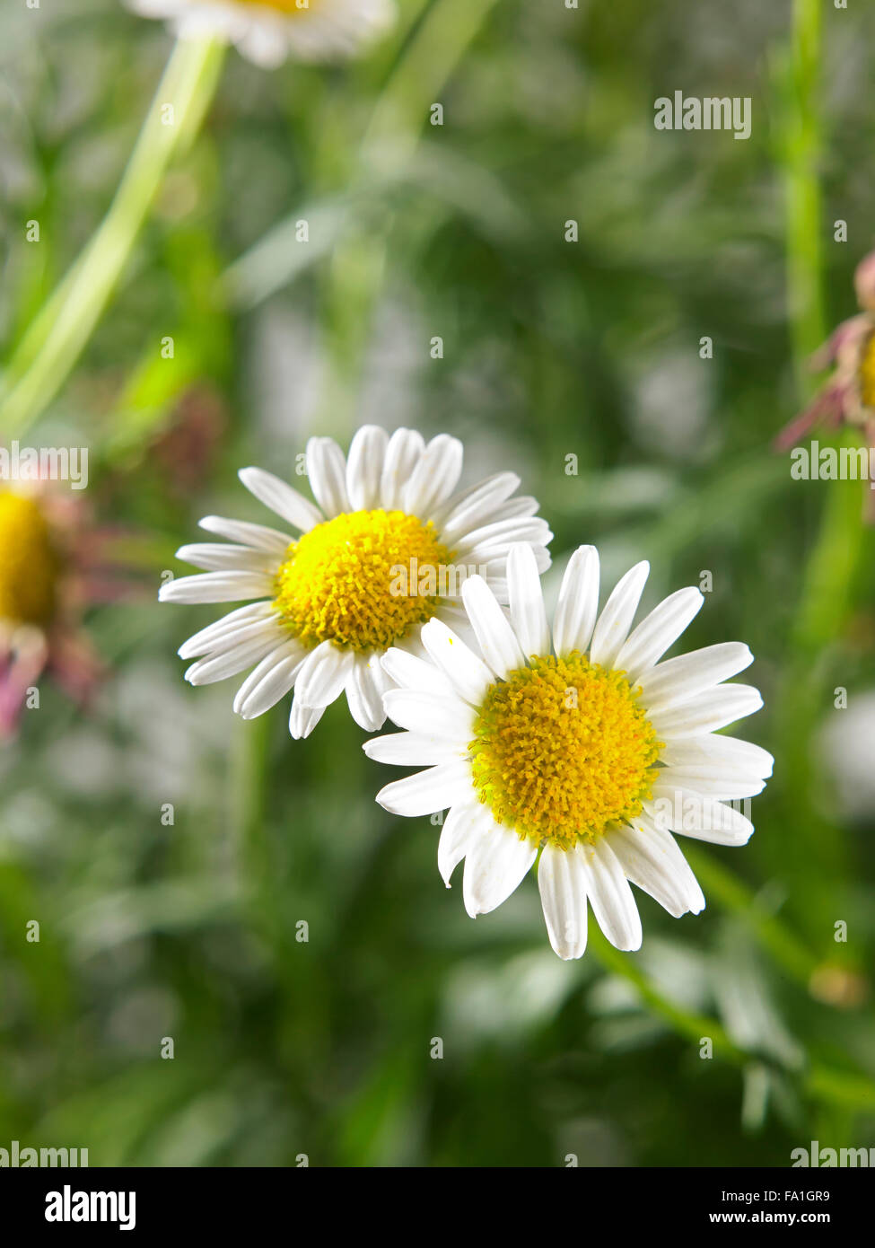 Two daisy hi-res stock photography and images - Alamy