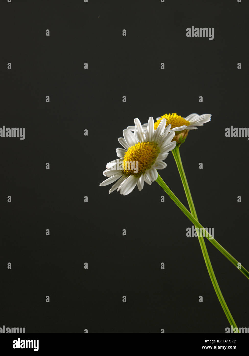 daisy flowers on the black background Stock Photo - Alamy