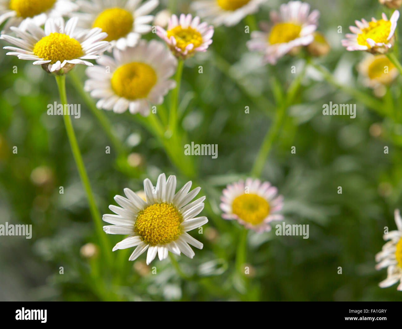 daisy flowers on the green background Stock Photo - Alamy