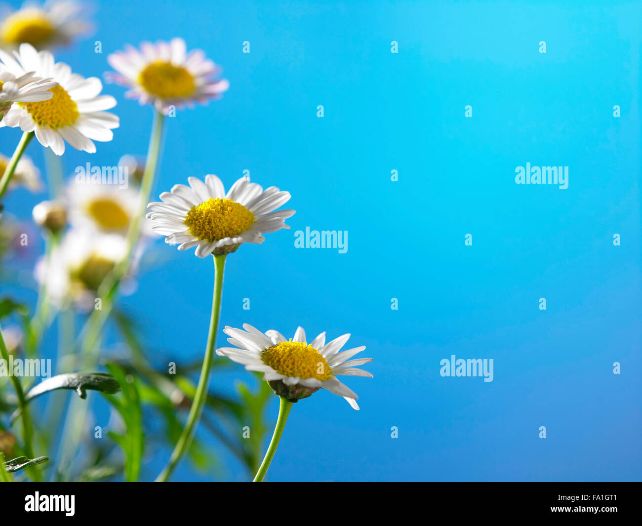 daisy flower against blue sky Stock Photo - Alamy