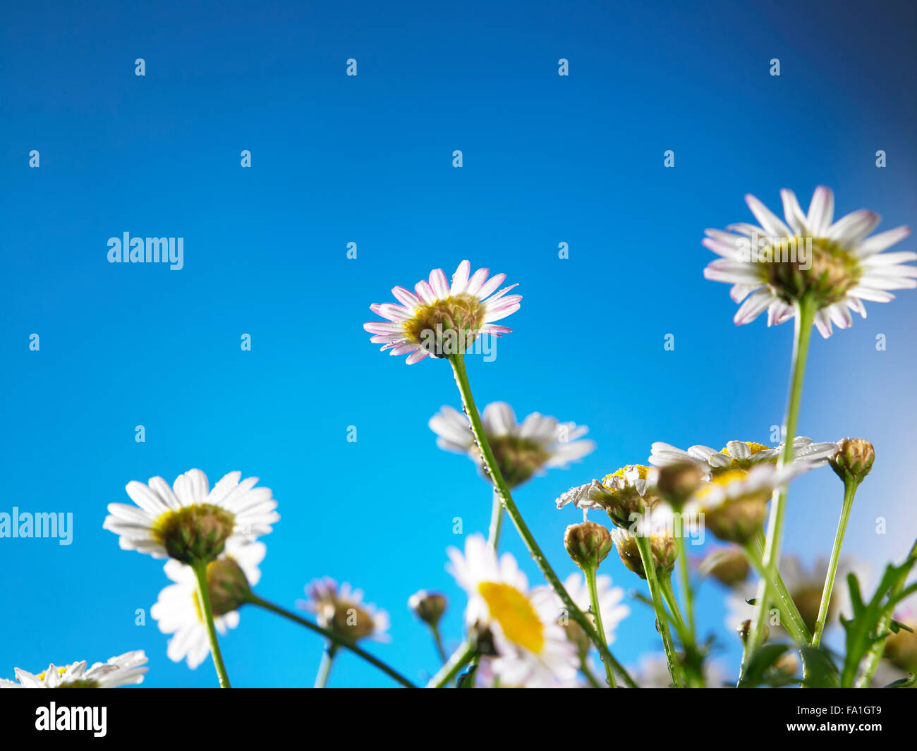 daisy flower against blue sky Stock Photo - Alamy