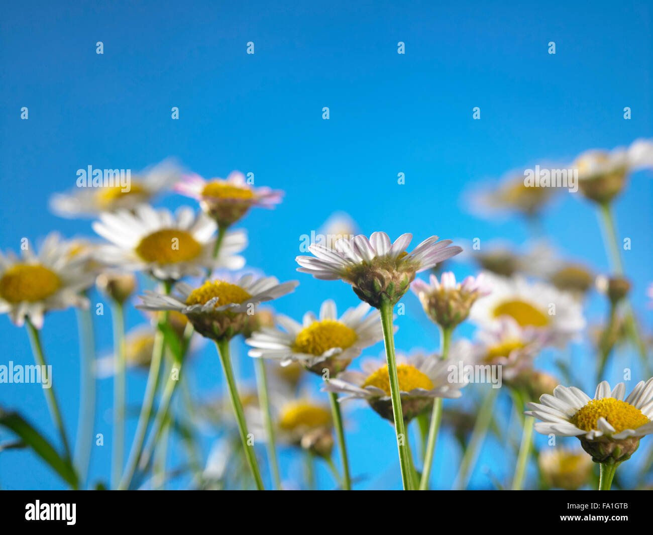 daisy flower against blue sky Stock Photo - Alamy