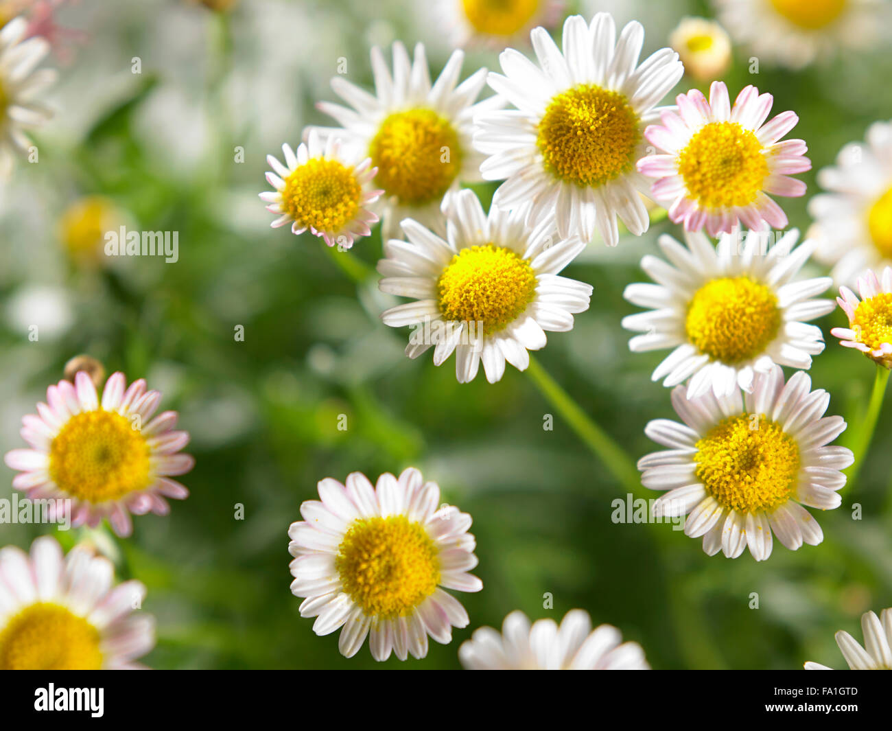 daisy flowers on the green background Stock Photo - Alamy