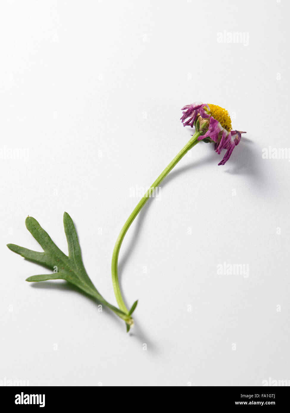 Daisy on white hi-res stock photography and images - Alamy