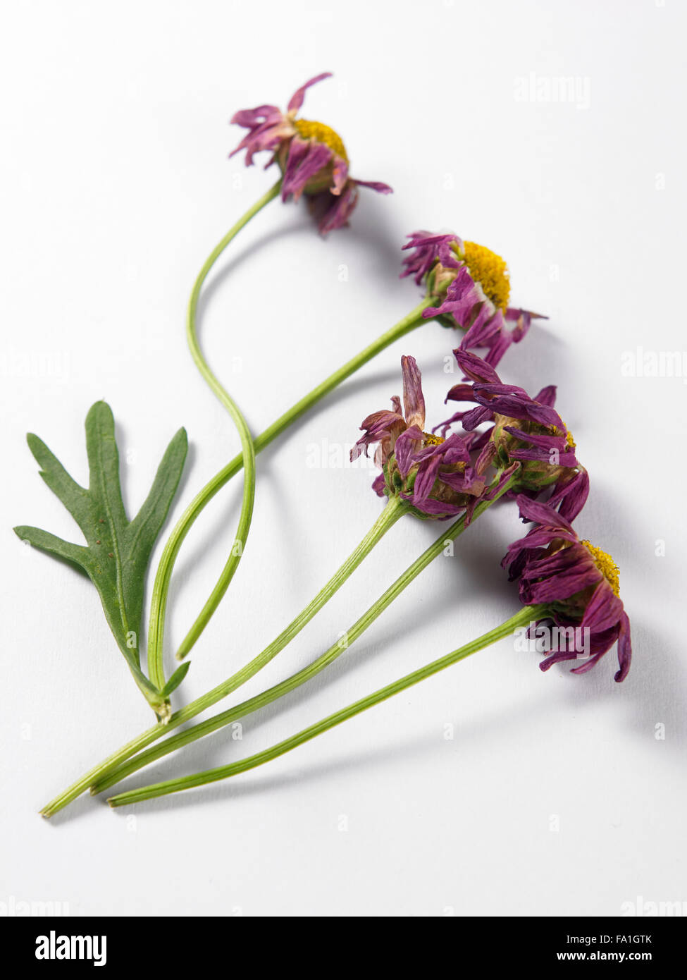 dry daisy on the white background Stock Photo - Alamy