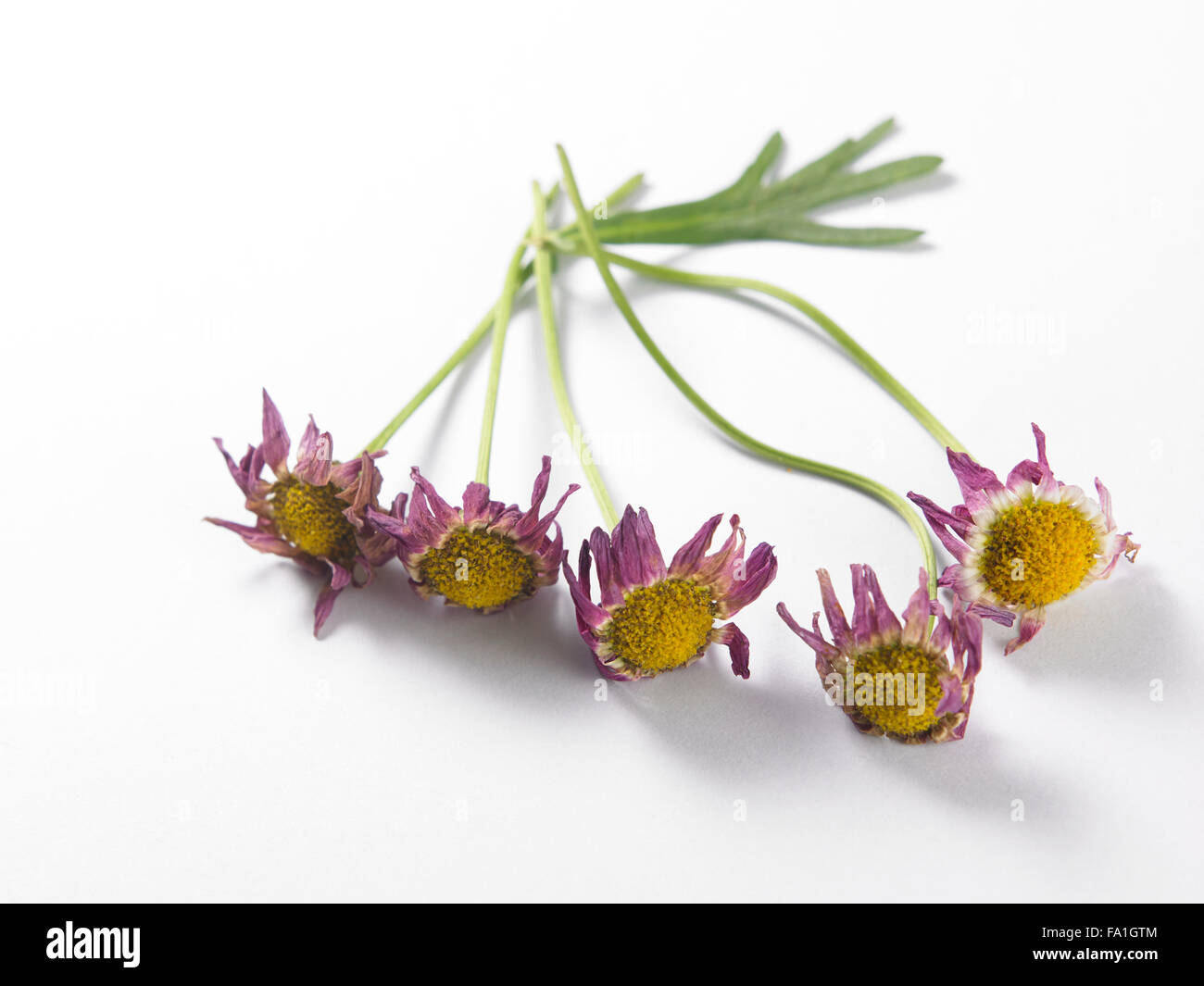 dry daisy on the white background Stock Photo - Alamy
