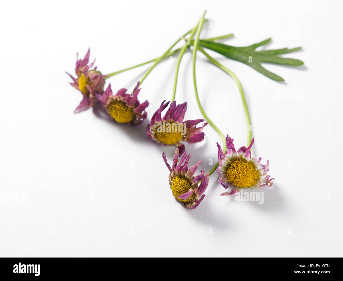 dry daisy on the white background Stock Photo - Alamy