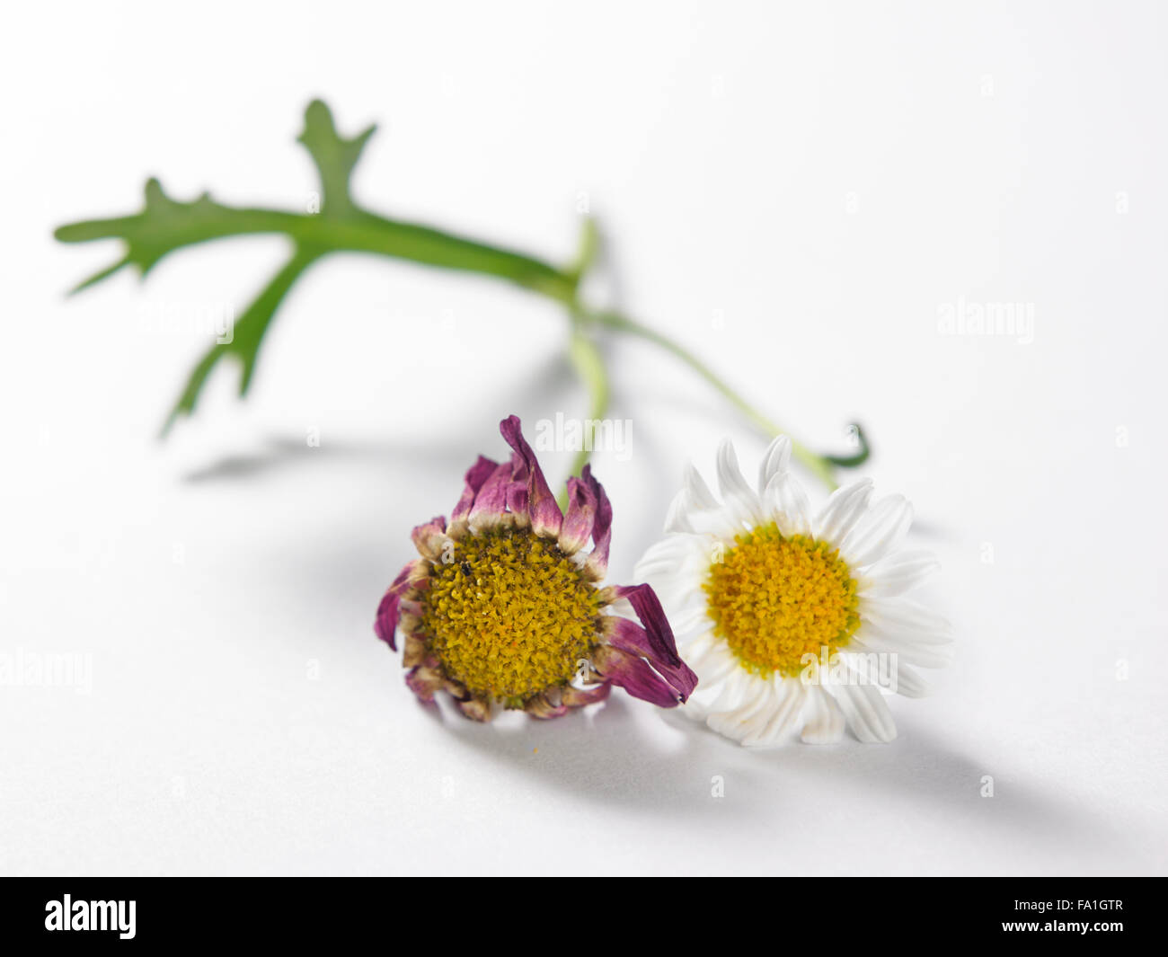 dry daisy on the white background Stock Photo - Alamy