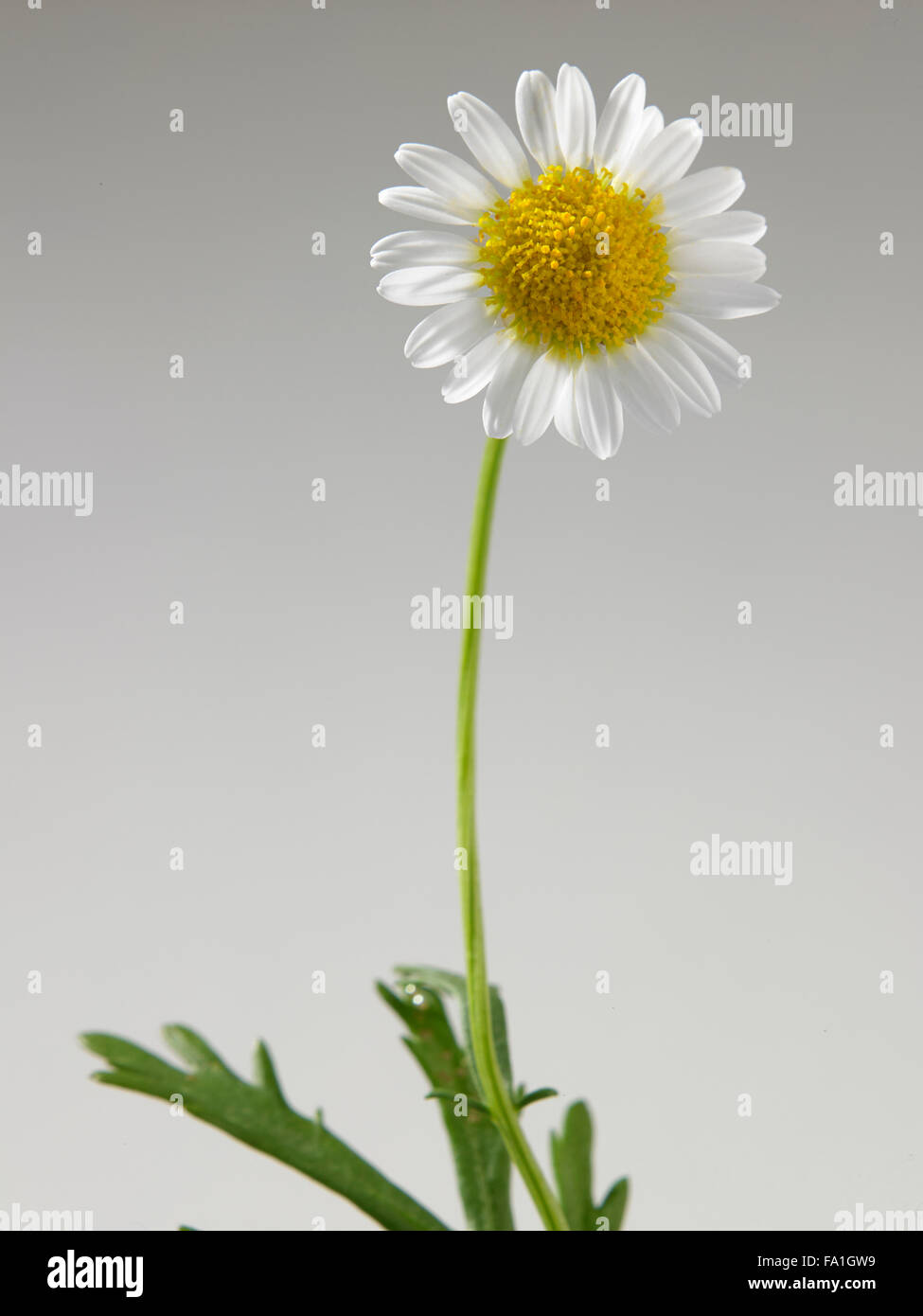 Gray background flower hi-res stock photography and images - Alamy
