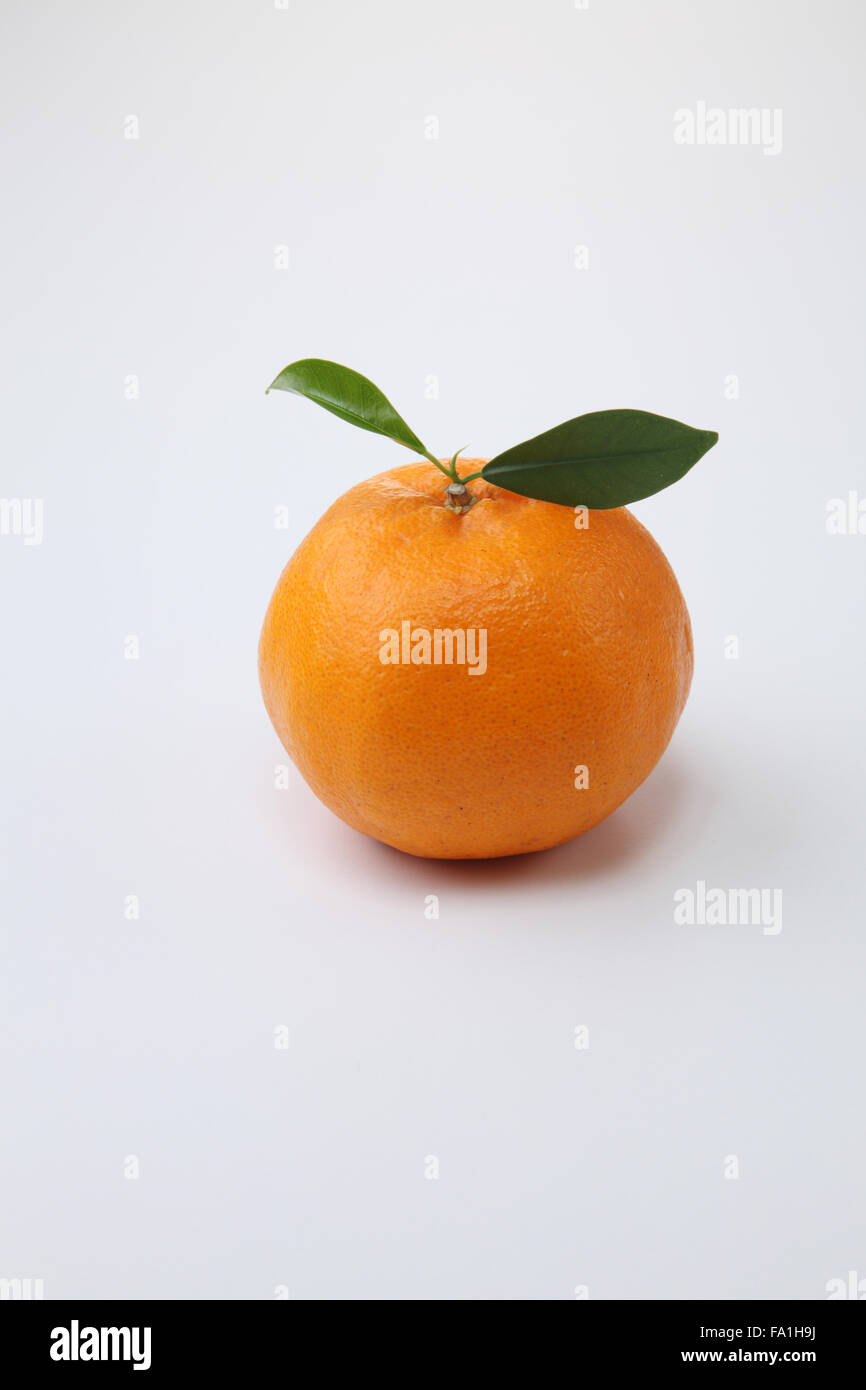 Single mandarin orange on the white background Stock Photo - Alamy