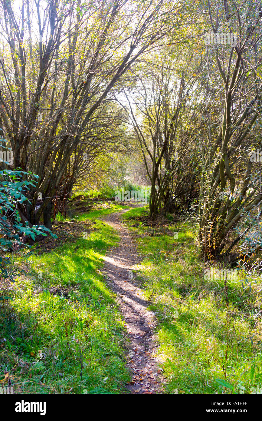 path through trees in a forest Stock Photo - Alamy