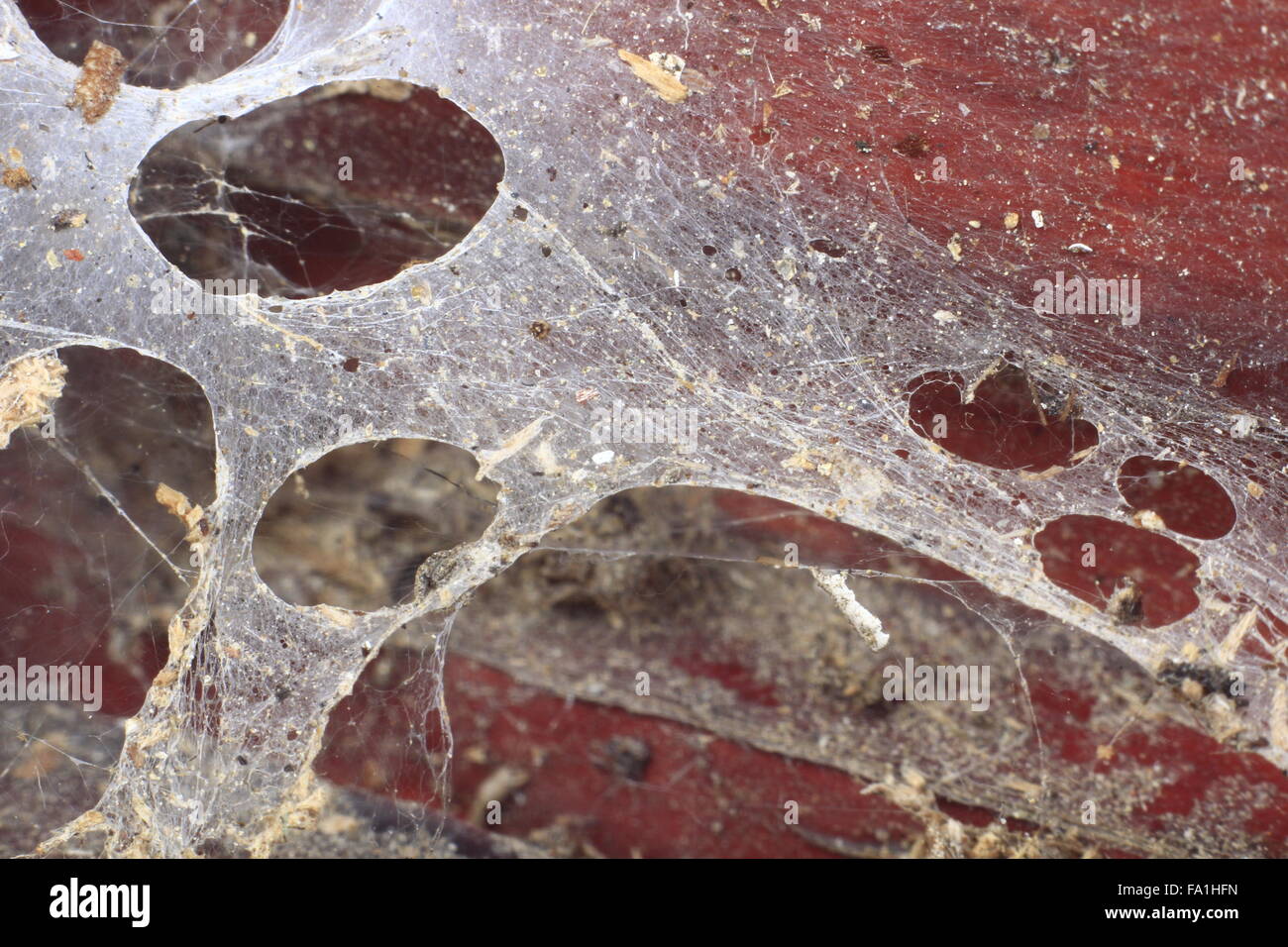 Thick cobweb in a draw Stock Photo - Alamy