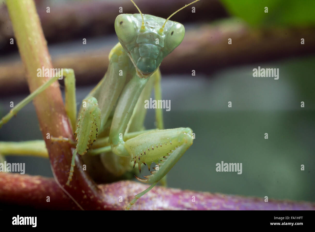Macro image of an insect Praying mantis Stock Photo - Alamy