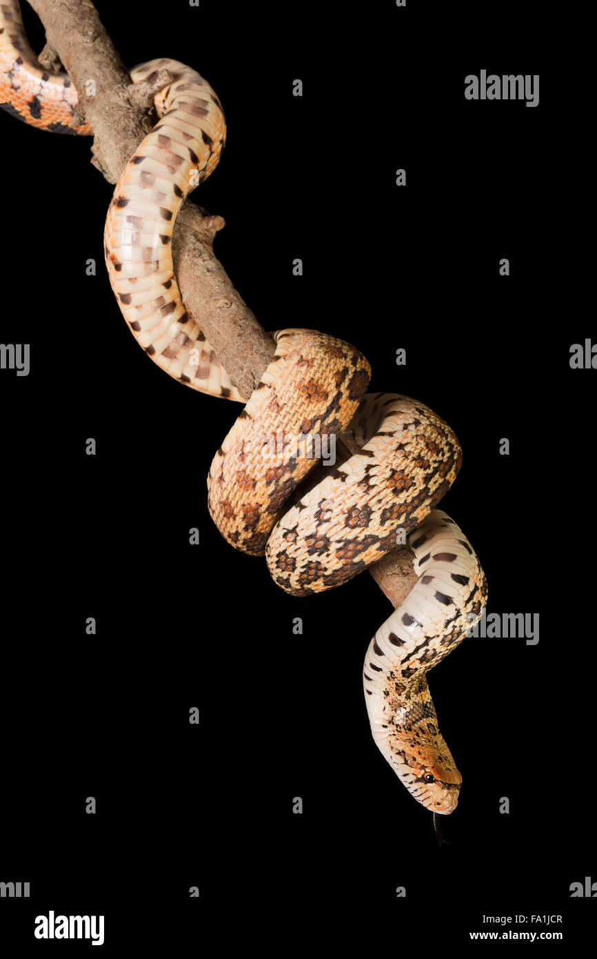Bullsnake hi-res stock photography and images - Alamy