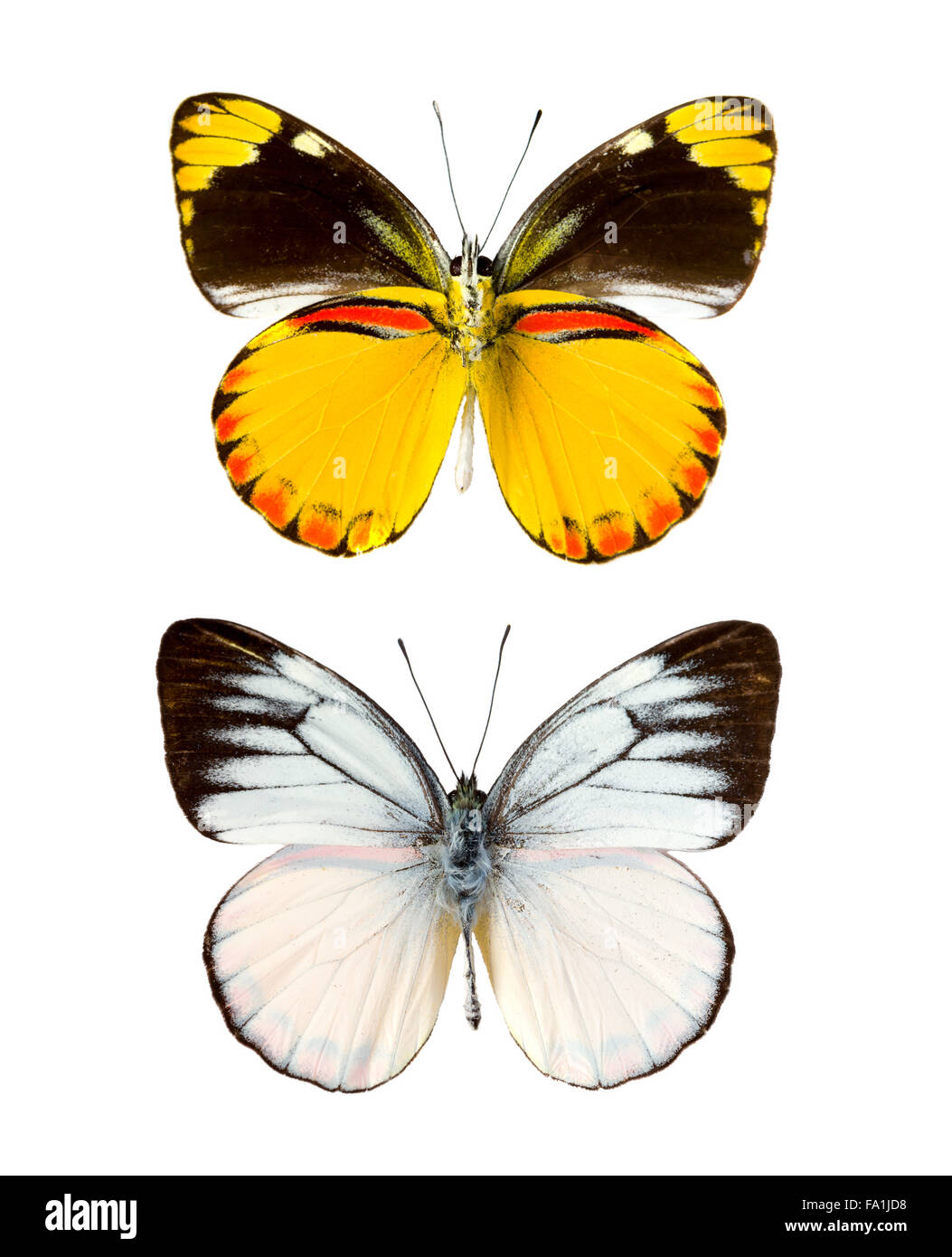 Cepora laeta hi-res stock photography and images - Alamy