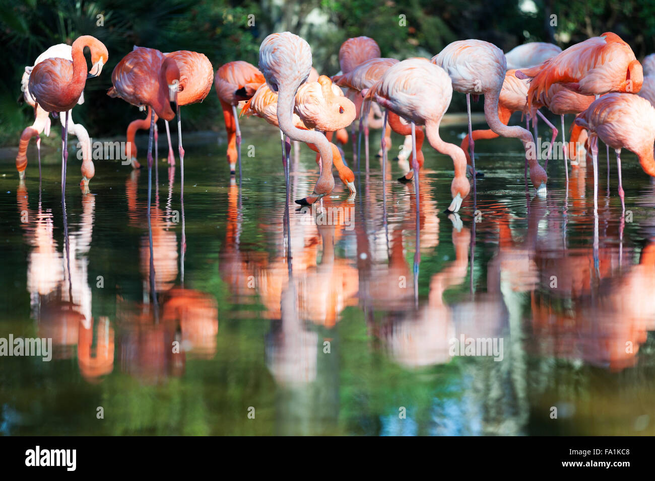 Group of pink flamingos standing at pond in summer Stock Photo - Alamy