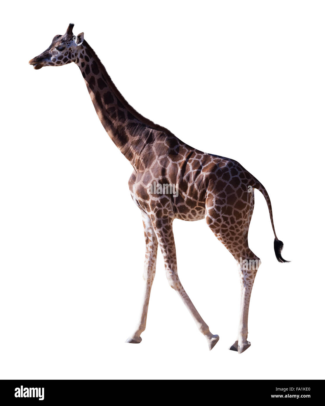 Side view of giraffe. Isolated over white background Stock Photo - Alamy